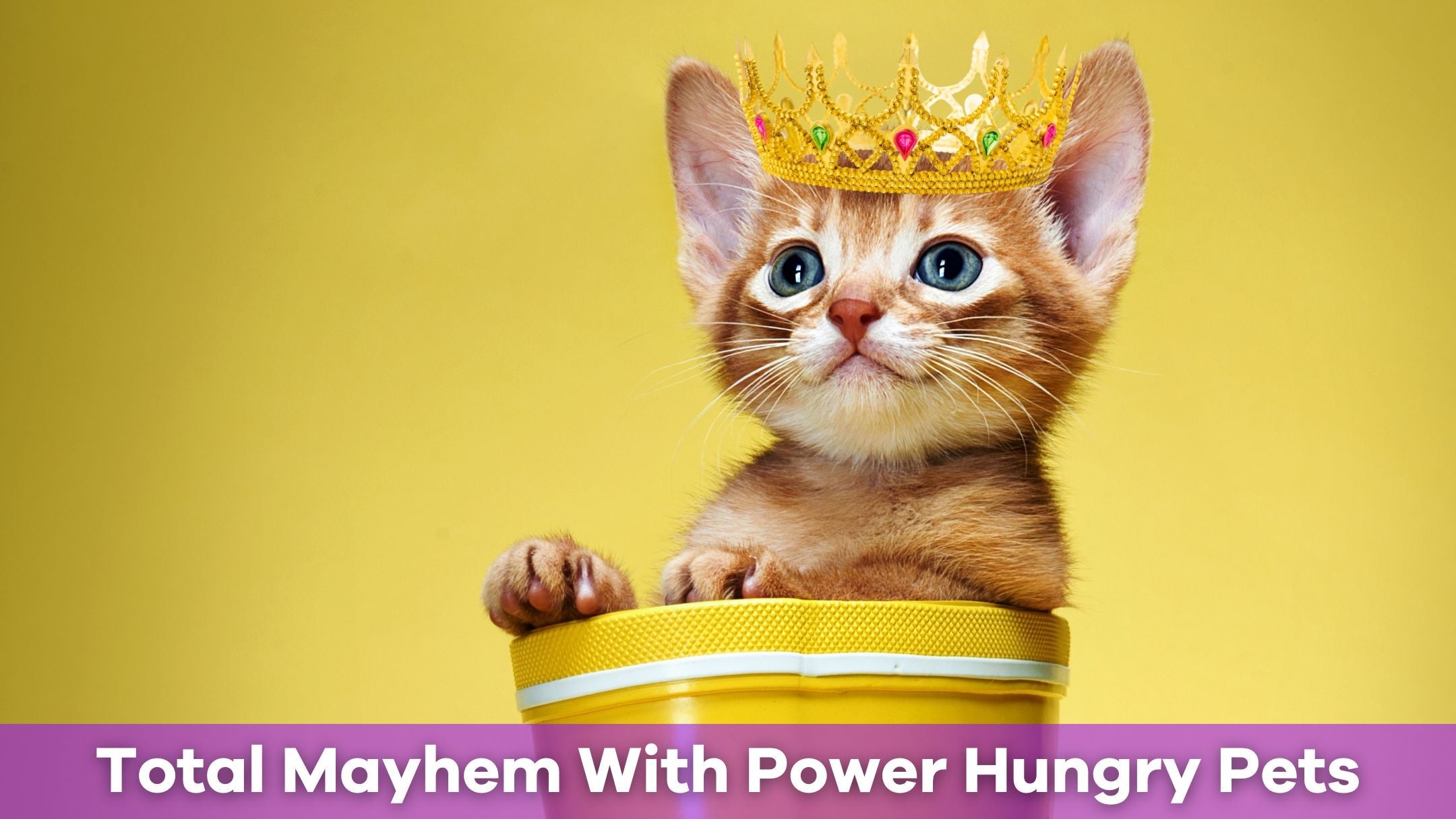 Power Hungry Pets: A Card Game With Total Mayhem | Pick Me Up Game ...